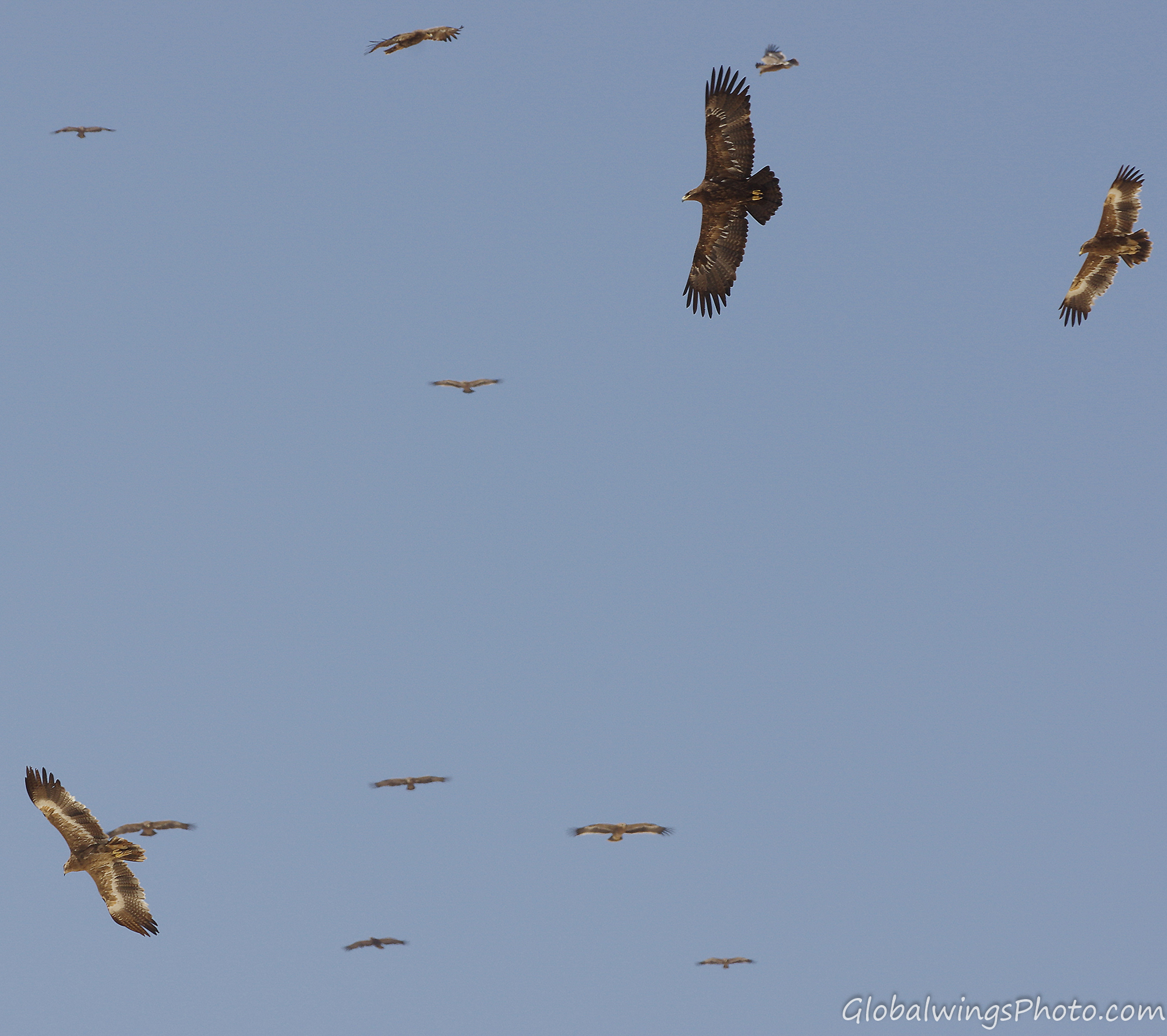 Steppe Eagles – Ages | Globalwings Photo