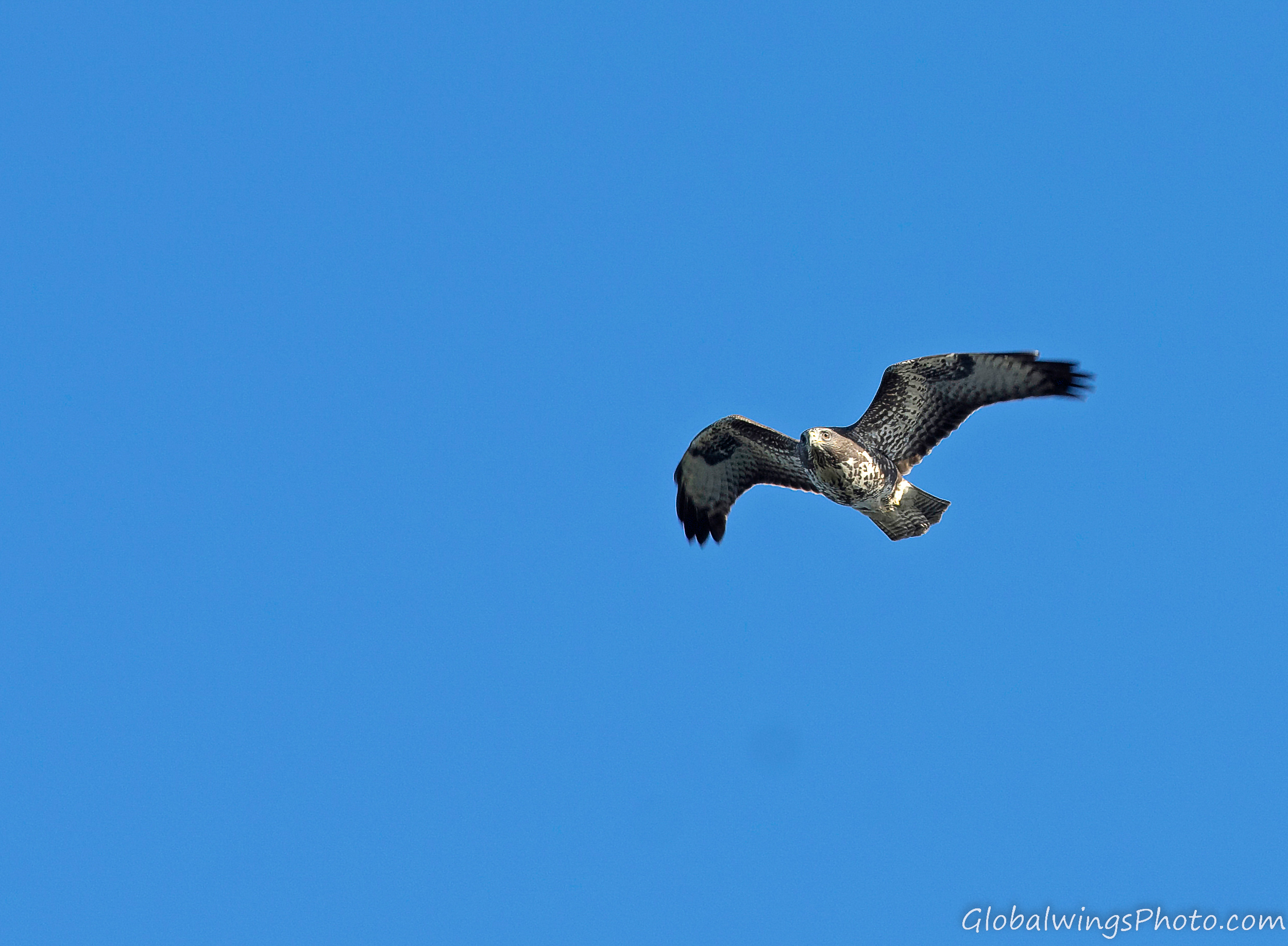 Common Buzzards – Juvenile Morphs | Globalwings Photo