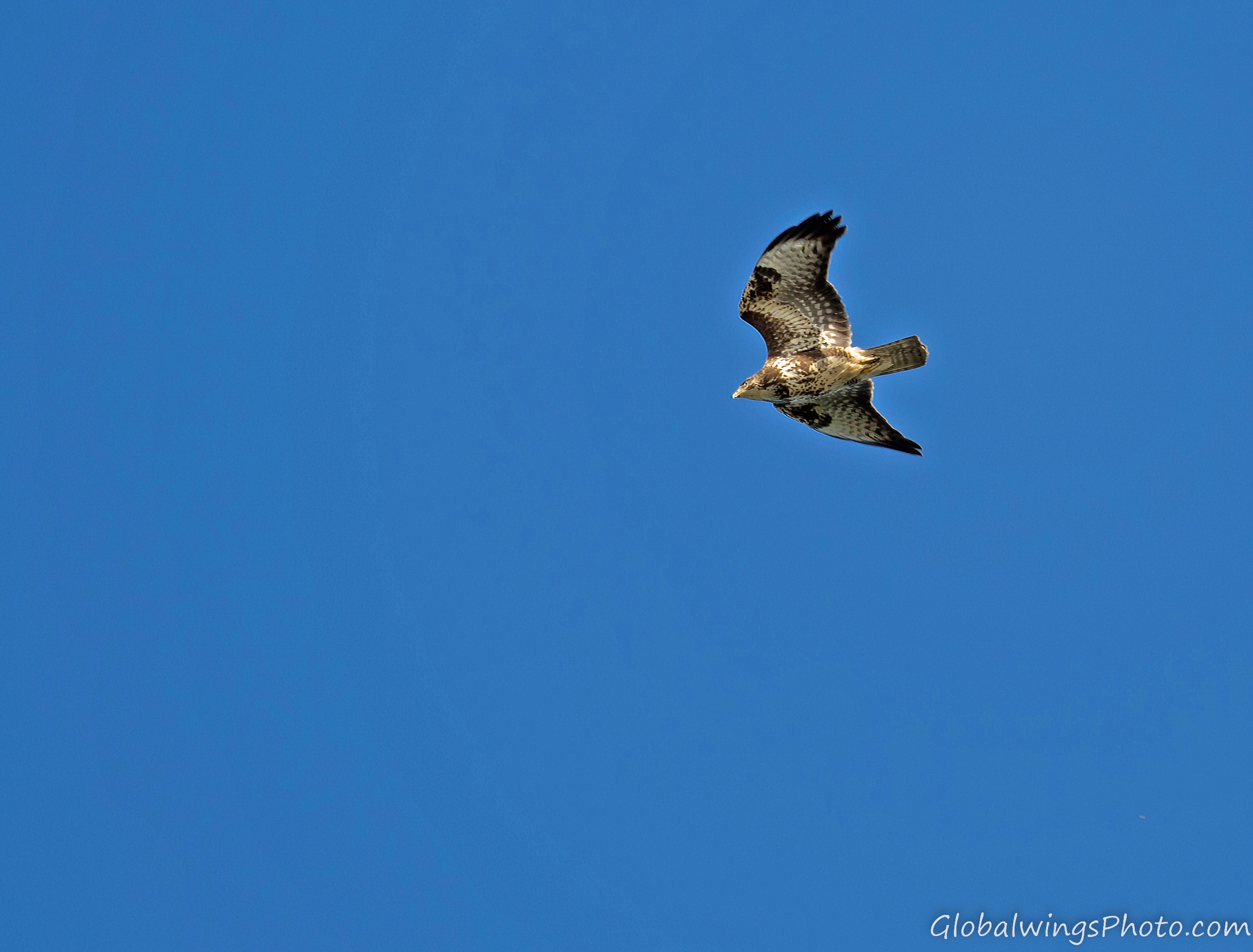 Common Buzzards – Juvenile Morphs | Globalwings Photo