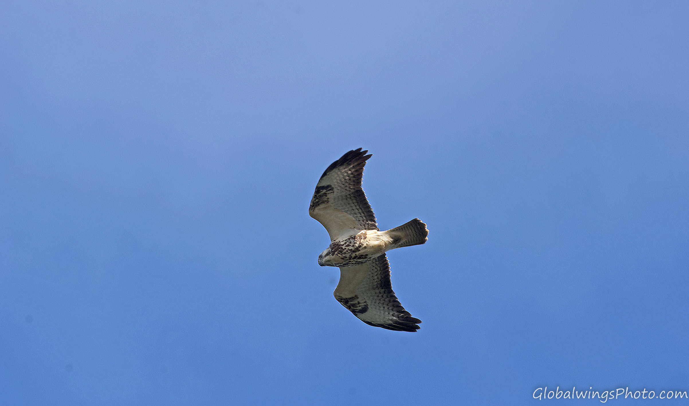 Common Buzzards – Juvenile Morphs | Globalwings Photo